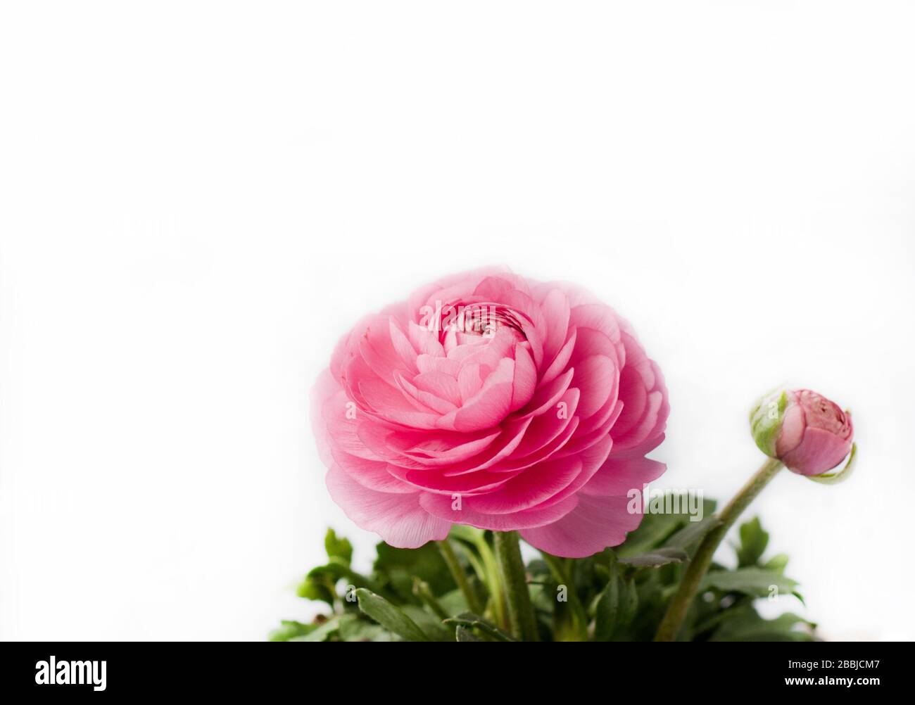 Beautiful pink ranunculus flowers and buds close up on white background ...