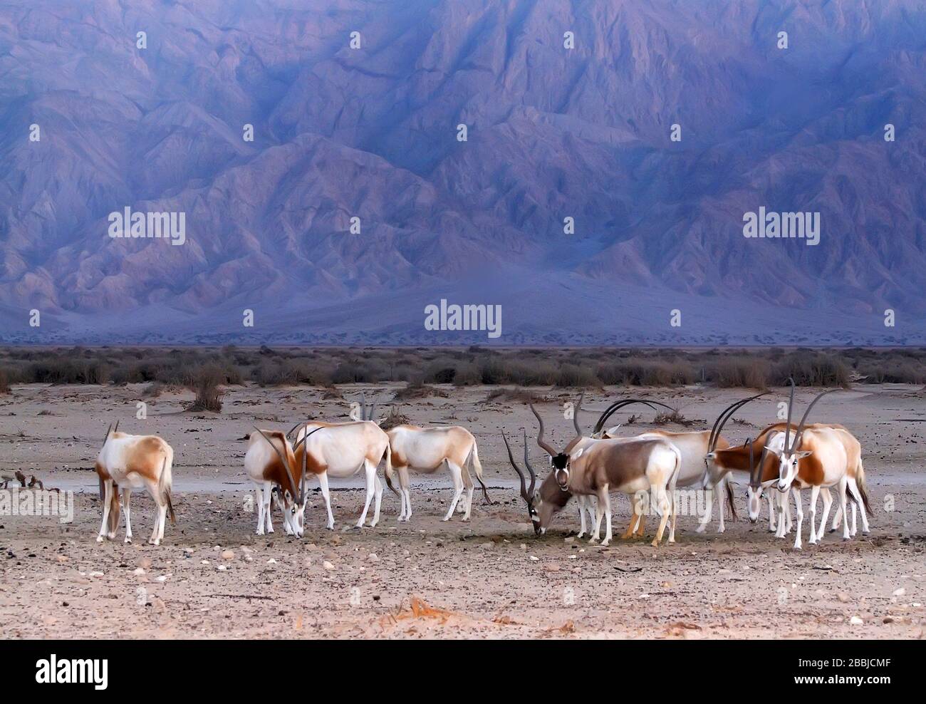 Oryx observation hi-res stock photography and images - Alamy