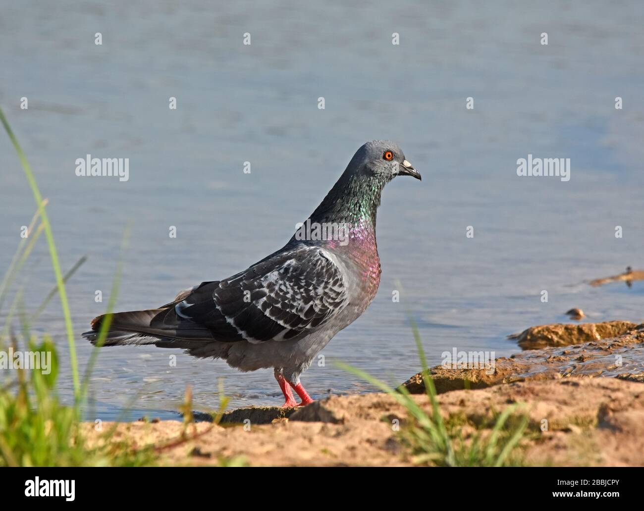 White pigeon side view hi-res stock photography and images - Alamy