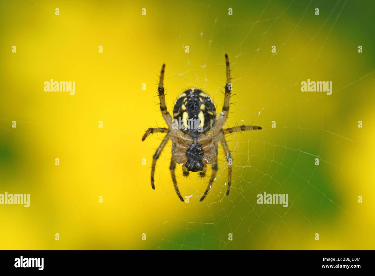 Spider on web Stock Photo - Alamy
