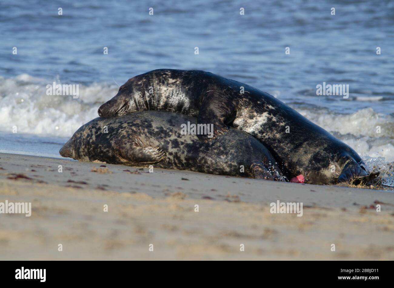 Grey Seals at Winterton on sea beach Stock Photo - Alamy