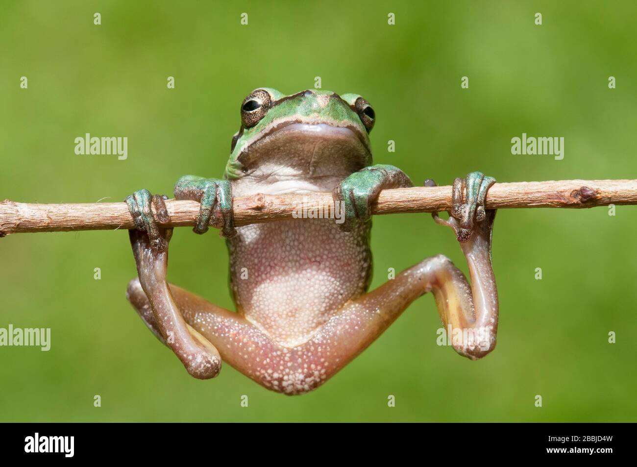 European tree frog hanging on a thin branch Stock Photo - Alamy