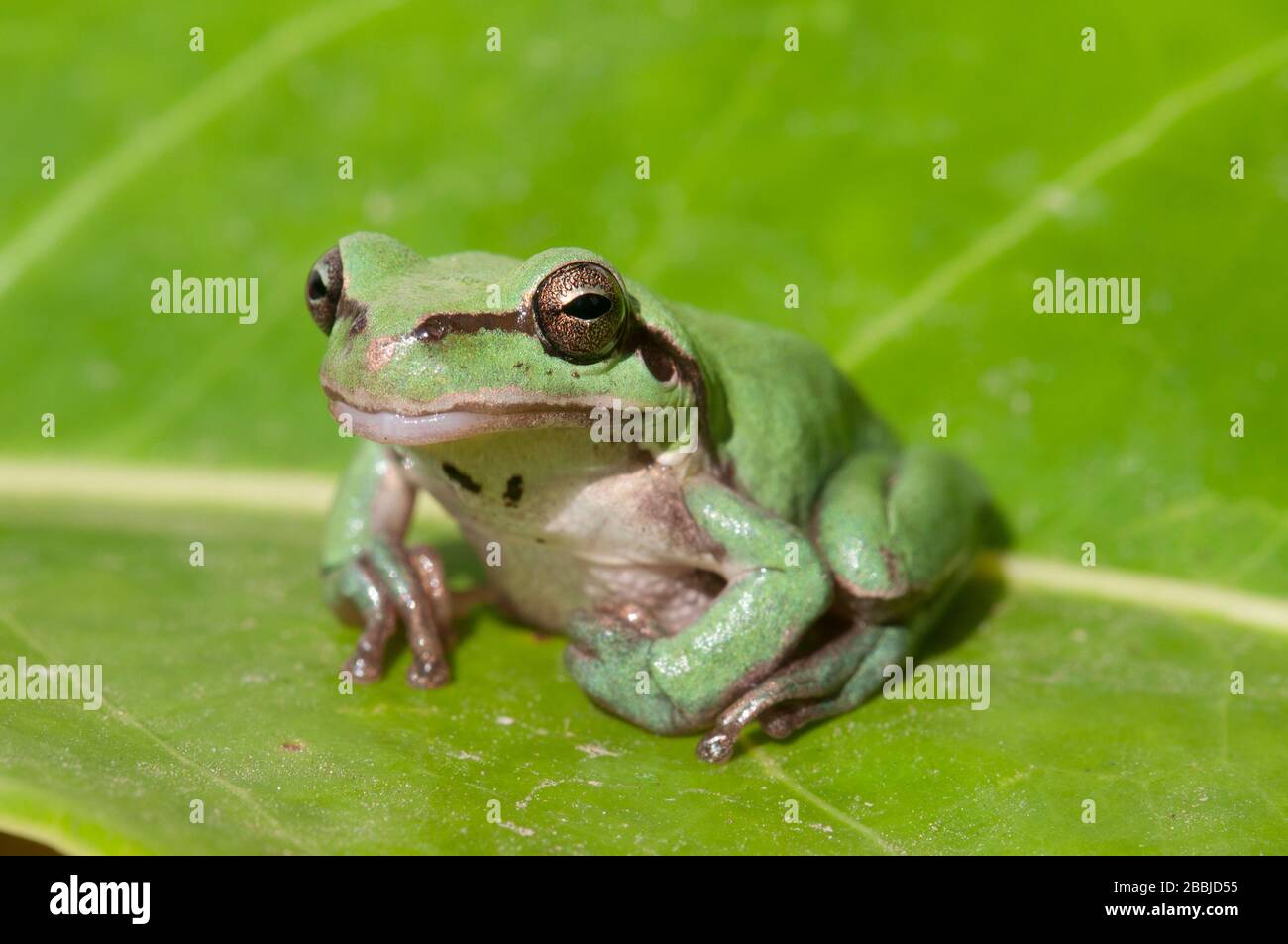 European tree frog Stock Photo - Alamy