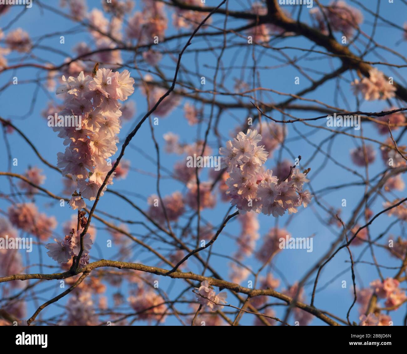 Back garden in spring isolation hi-res stock photography and images - Alamy
