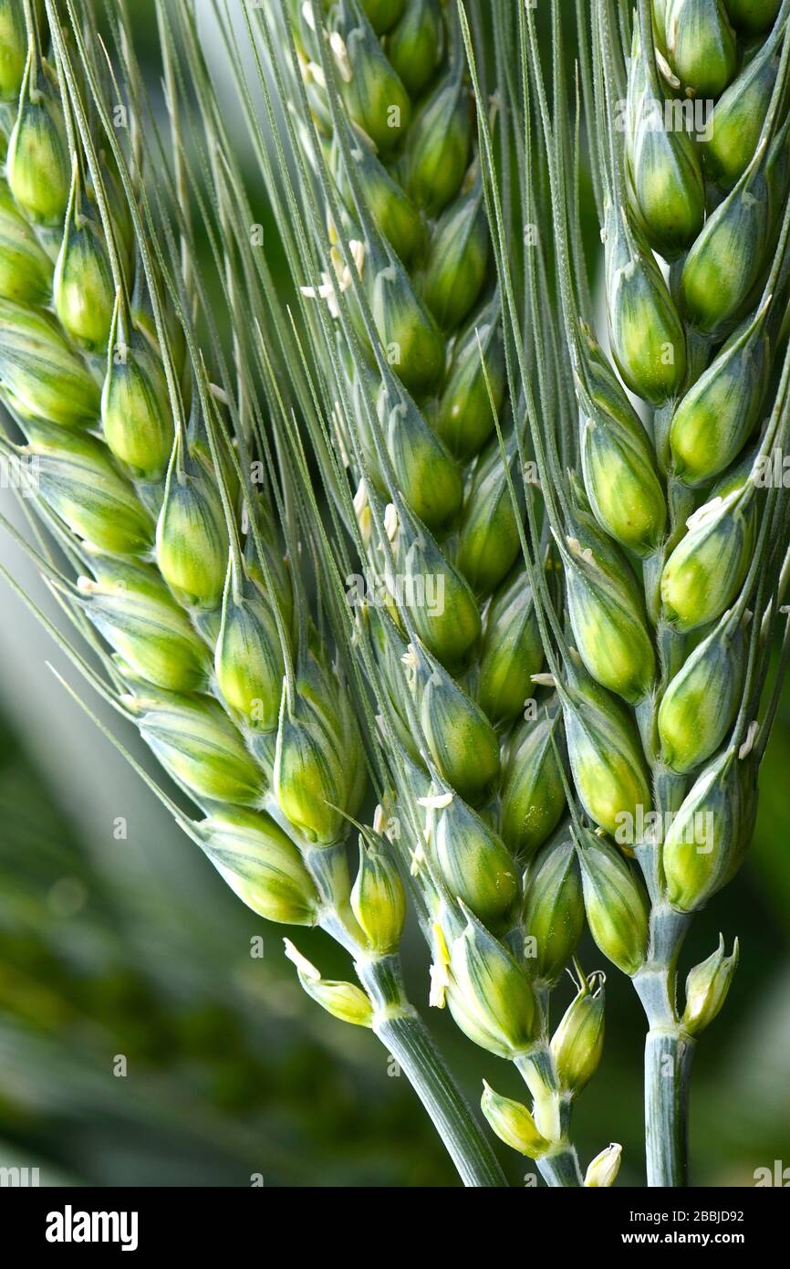 Close up closeup close up vertical hi-res stock photography and images ...