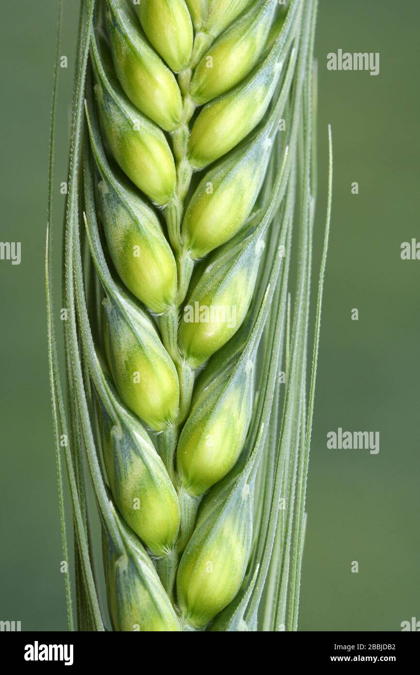 Wheat vertical hi-res stock photography and images - Alamy