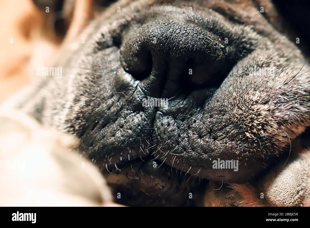 Close up boxer dog nose portrait. German Boxer or Deutscher Boxer. Cute ...