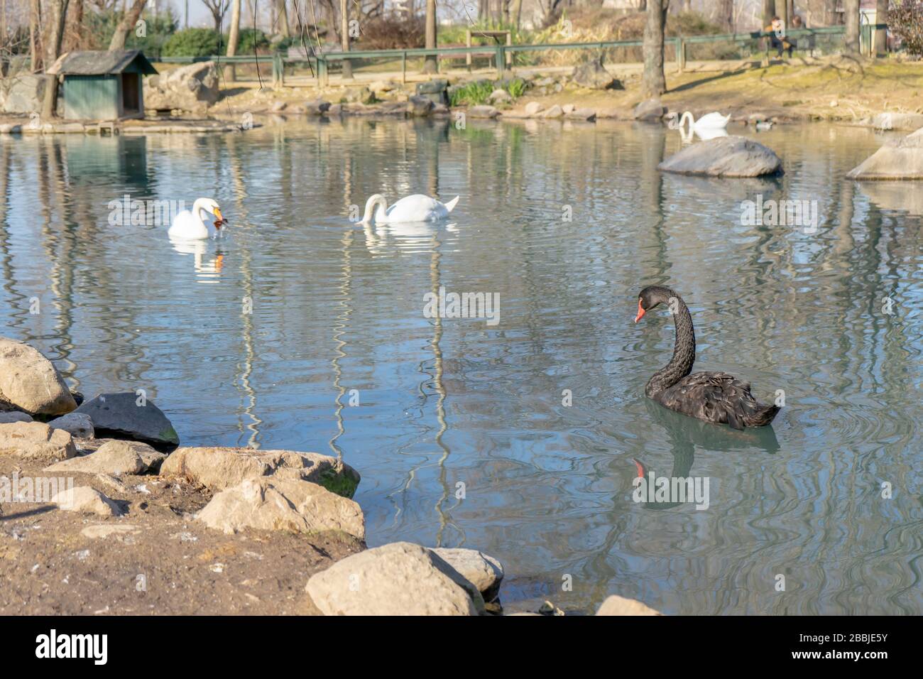 Tracking geese hi-res stock photography and images - Alamy