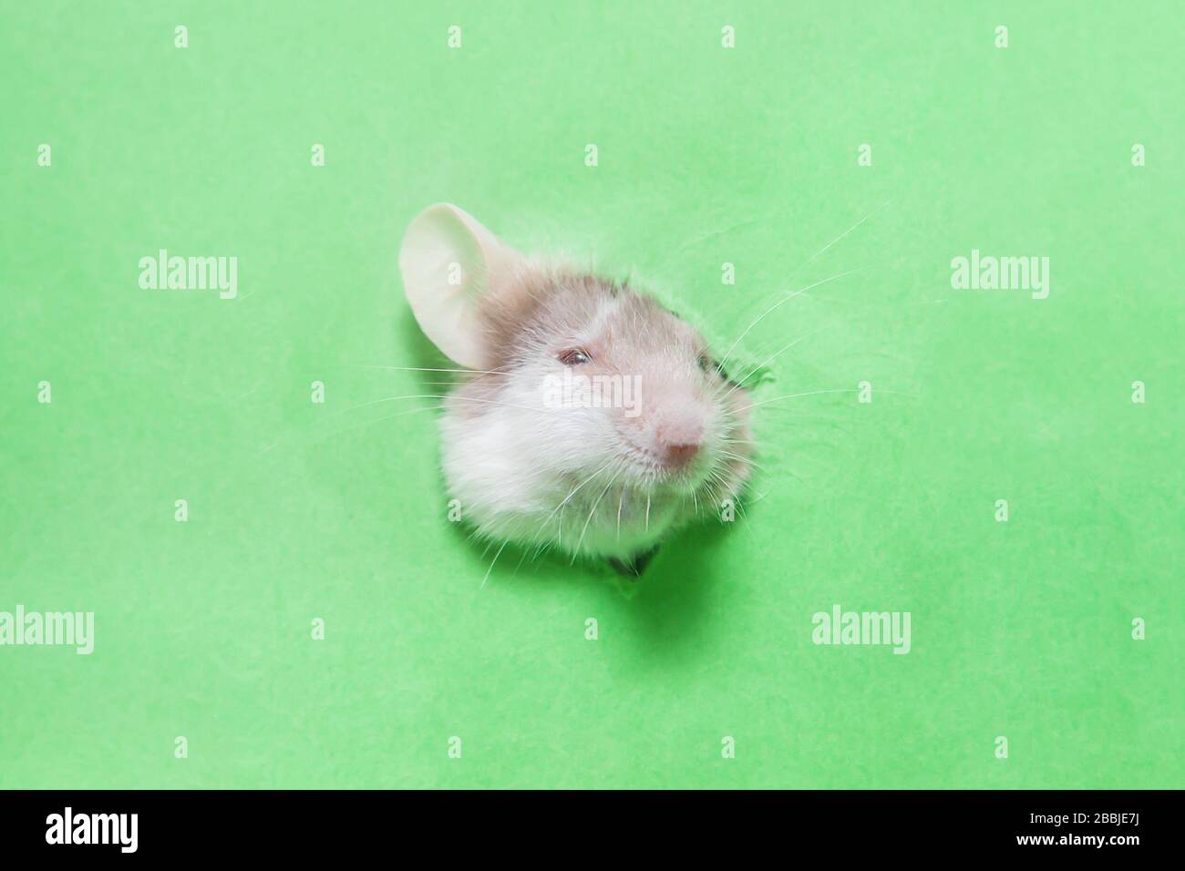 Cute fluffy chubby mouse peeking through a ripped hole in a green paper ...