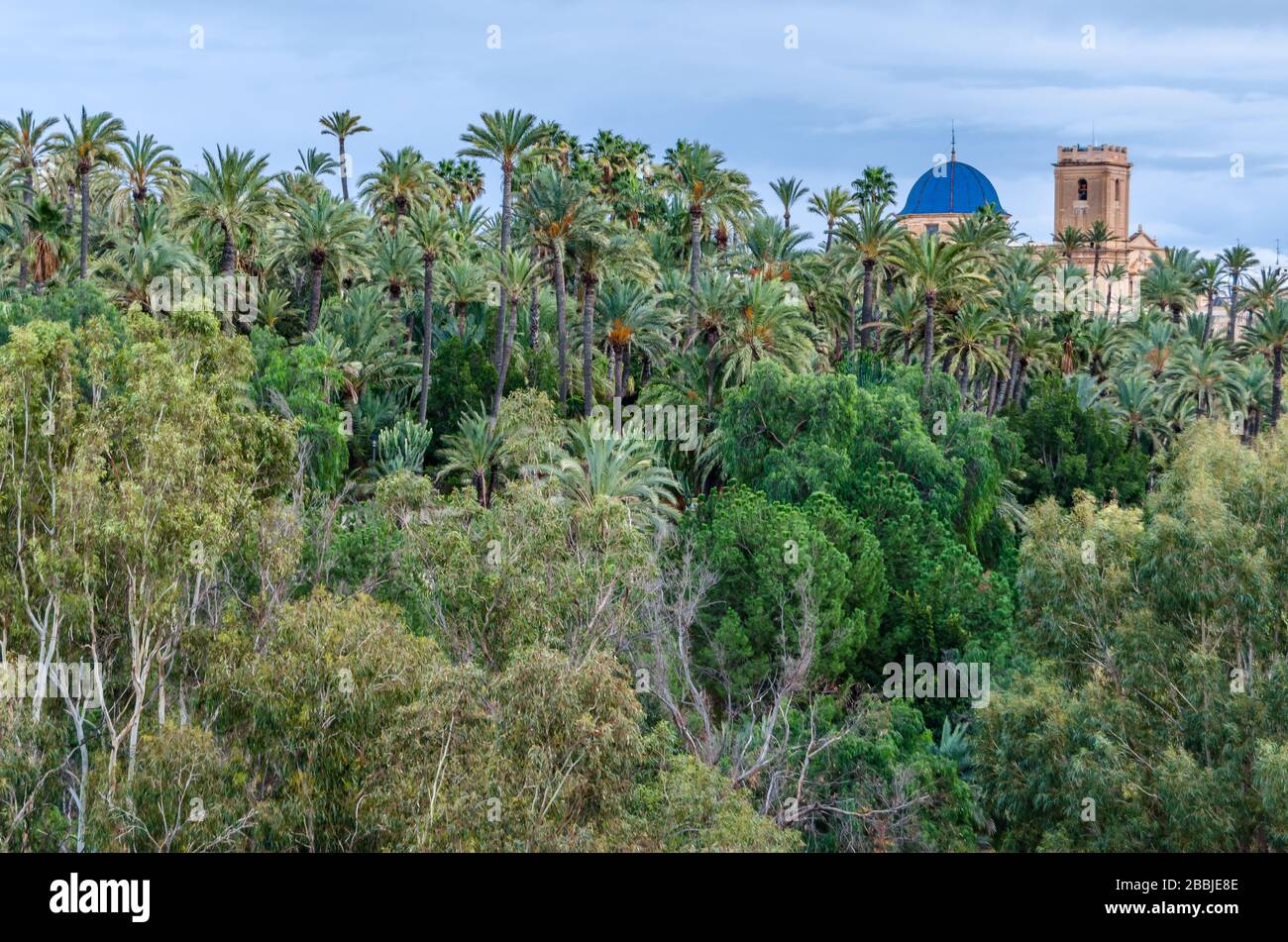 View of the city of Elche, Alicante province, Spain, showing the palm ...