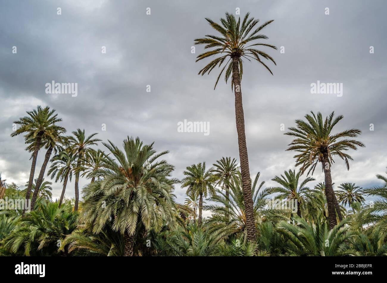 Date palm trees in the palm grove of Elche, Alicante province, Spain ...
