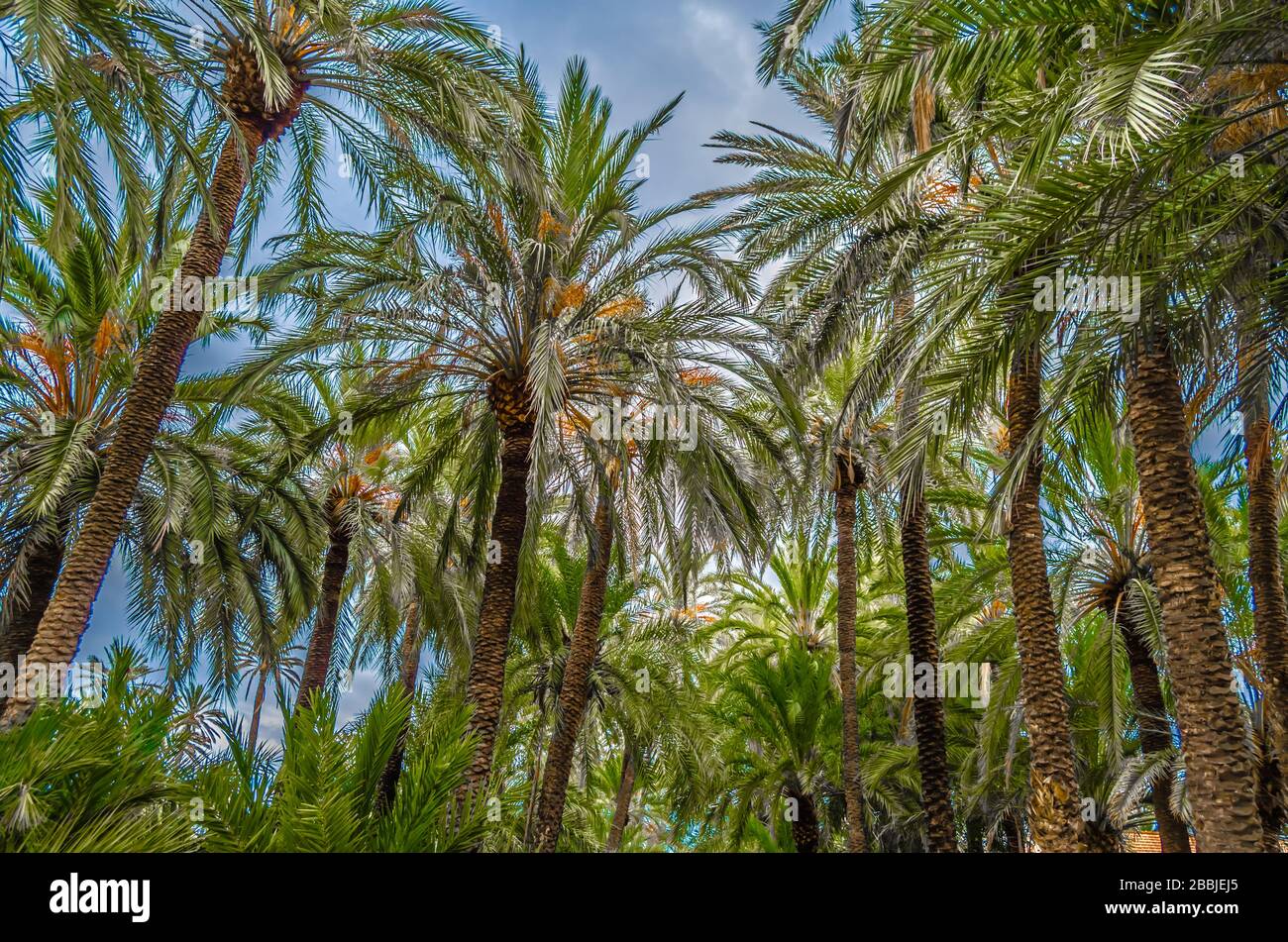 Date palm trees in the palm grove of Elche, Alicante province, Spain ...