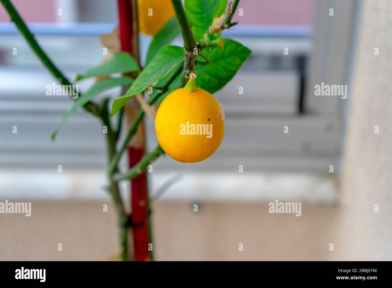 teen lemon tree and two lemons waiting on its arm Stock Photo - Alamy