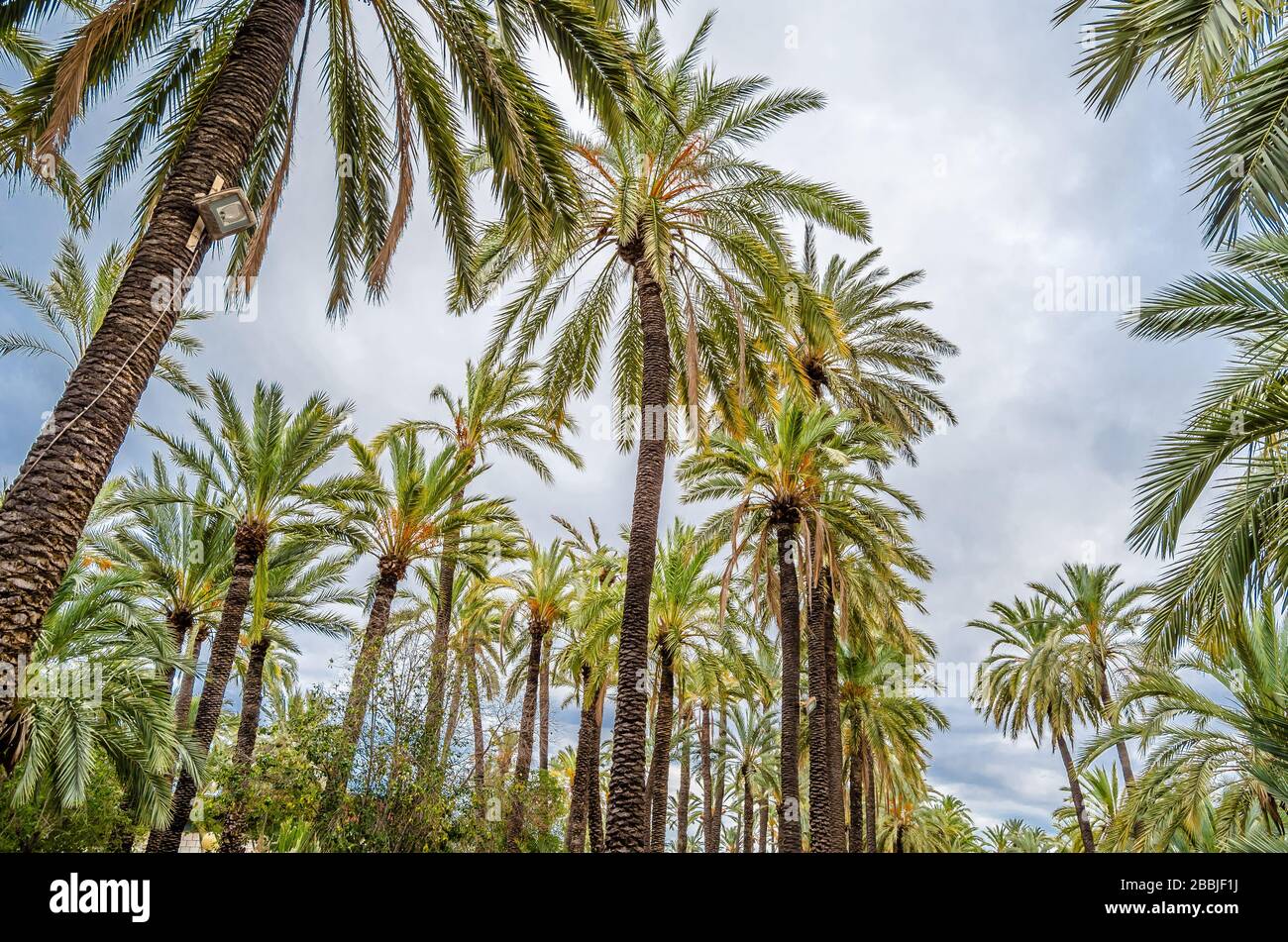 Date palm trees in the palm grove of Elche, Alicante province, Spain ...