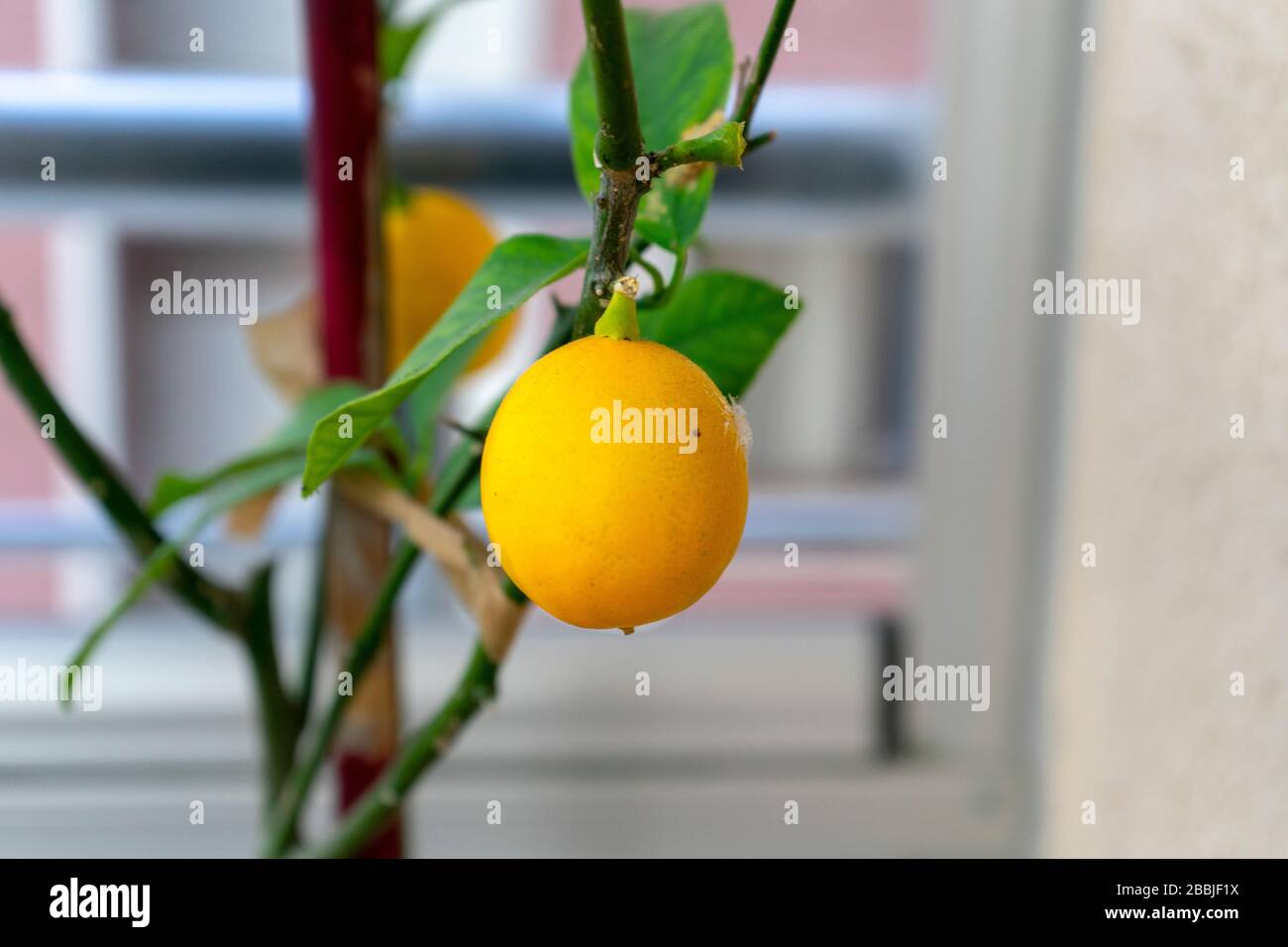teen lemon tree and two lemons waiting on its arm Stock Photo - Alamy