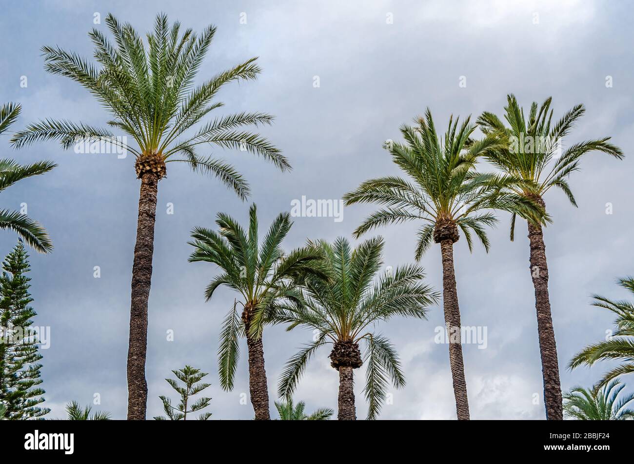 Date palm trees in the palm grove of Elche, Alicante province, Spain ...