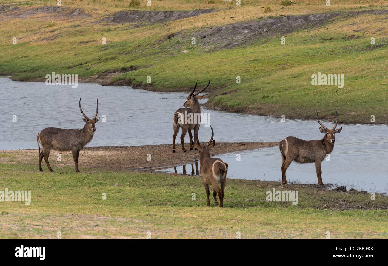four male waterbuck antelope at a waterhole in Chobe National Park ...