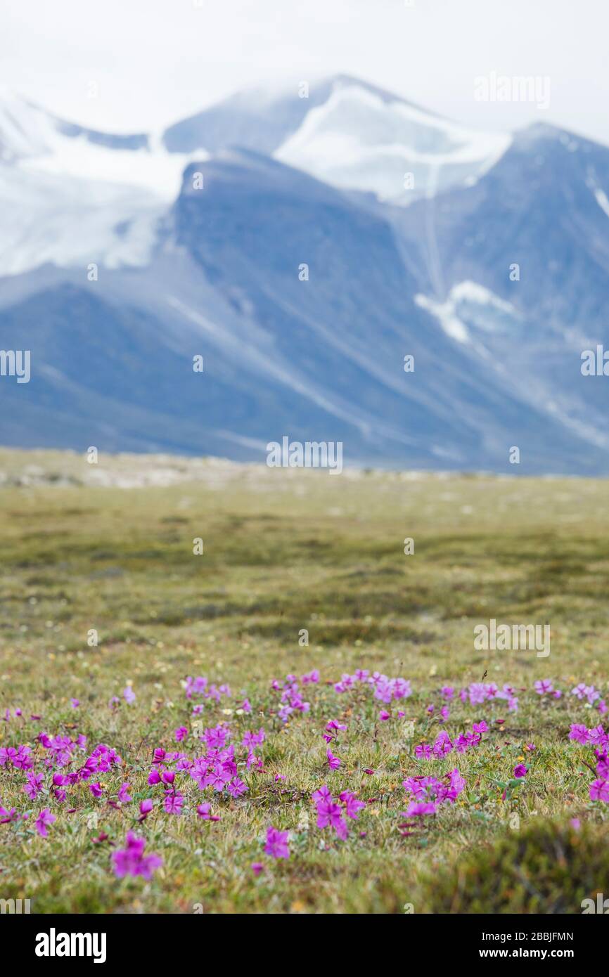 Arctic alpine plants hi-res stock photography and images - Alamy