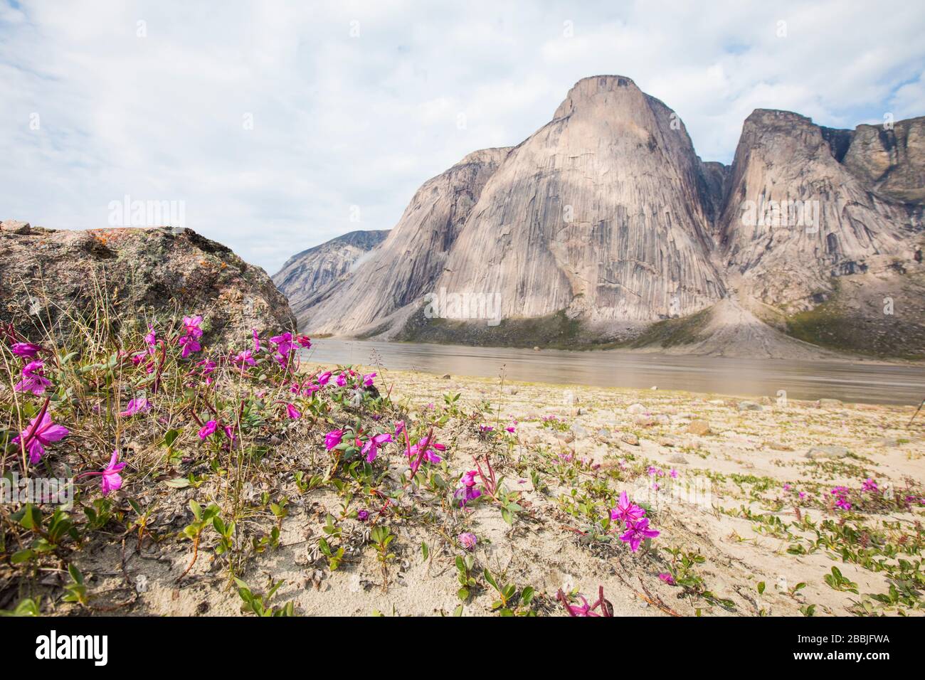 Purple flowers grow beside the Owl River in Akshayak Pass Stock Photo ...