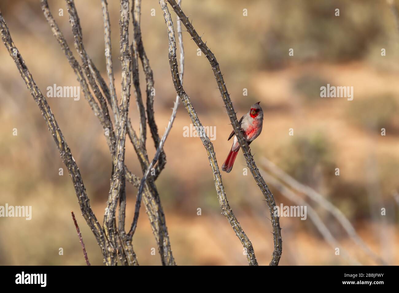 Animal cardinal hi-res stock photography and images - Alamy