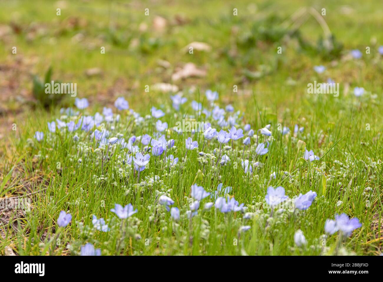 Blue wildflowers, early spring flowers, baby blue eyes, forest meadow ...