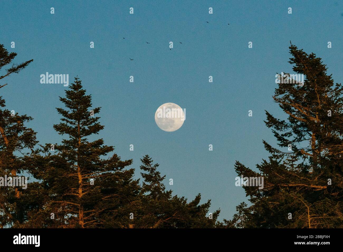 A flock of birds flying over a full moon rising at twilight Stock Photo ...