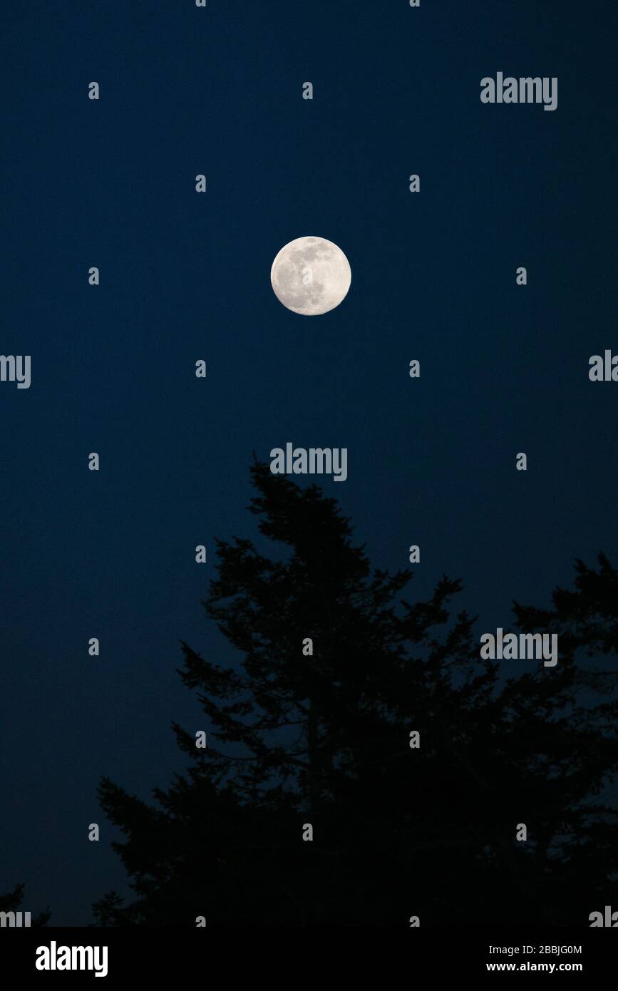 Moon pine trees hi-res stock photography and images - Alamy