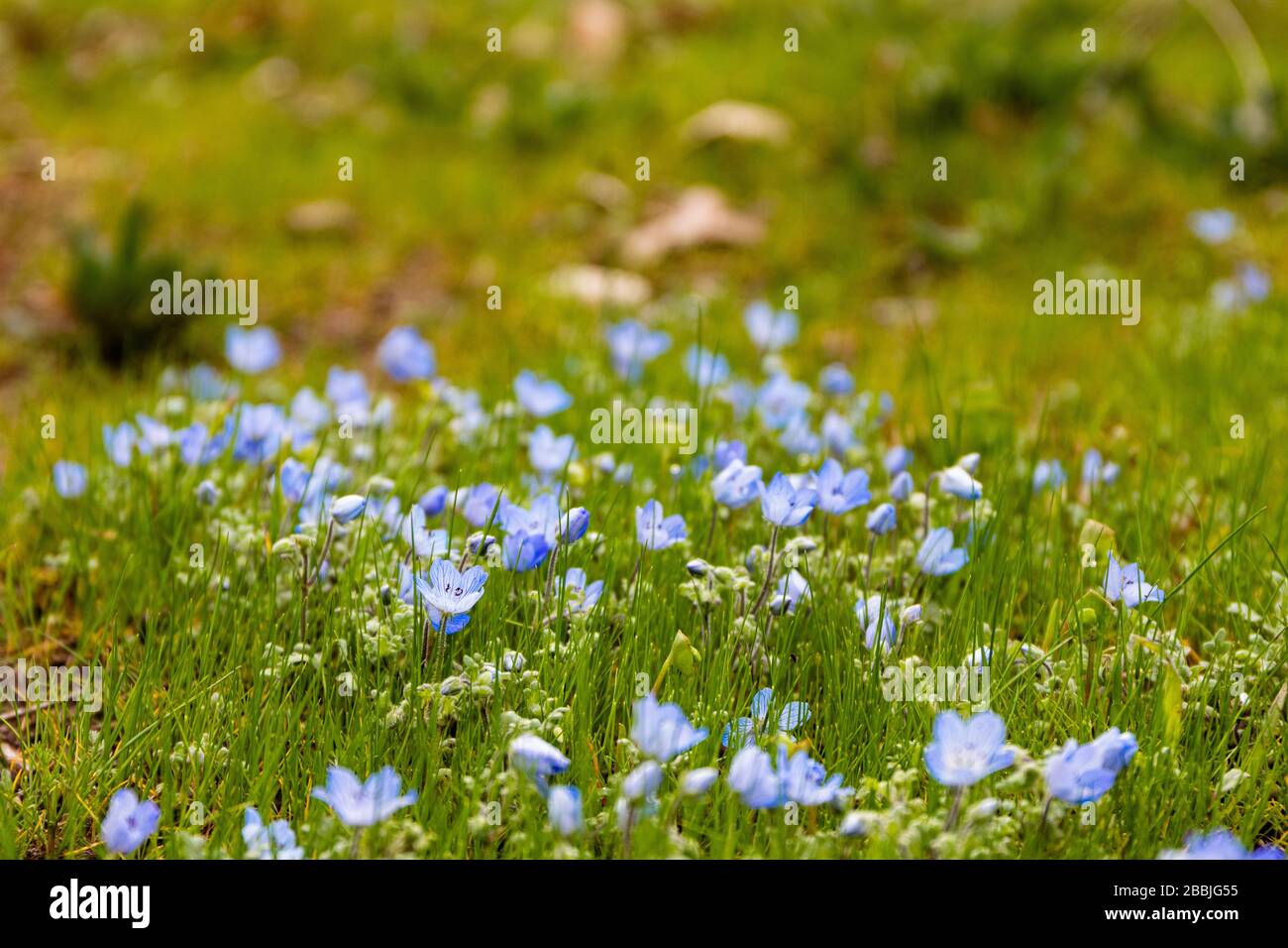 Blue wildflowers, early spring flowers, baby blue eyes, forest meadow ...