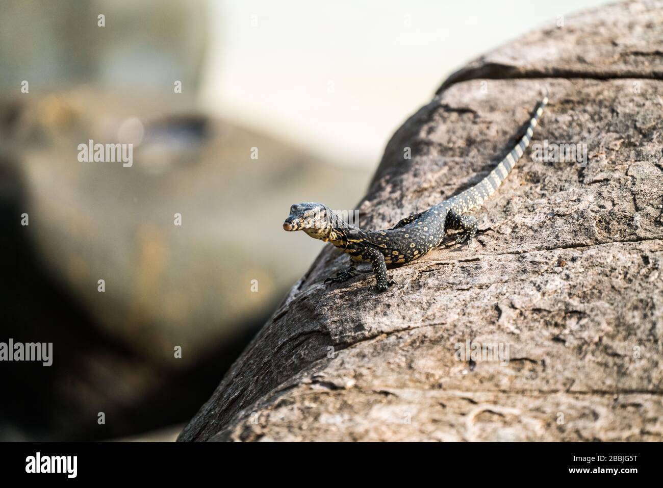 Animal varan reptile hi-res stock photography and images - Alamy