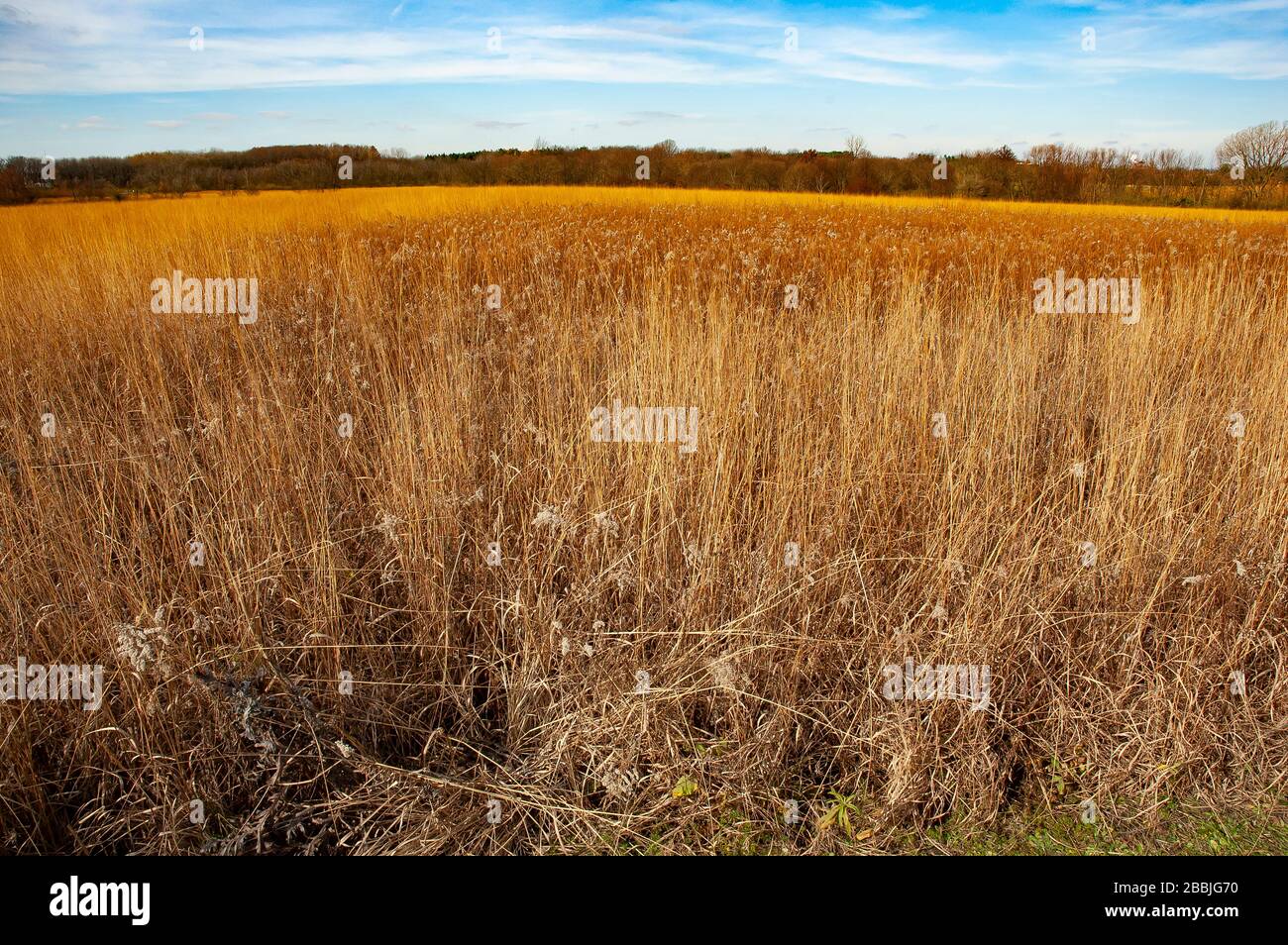 Fall in the prairie hi-res stock photography and images - Alamy