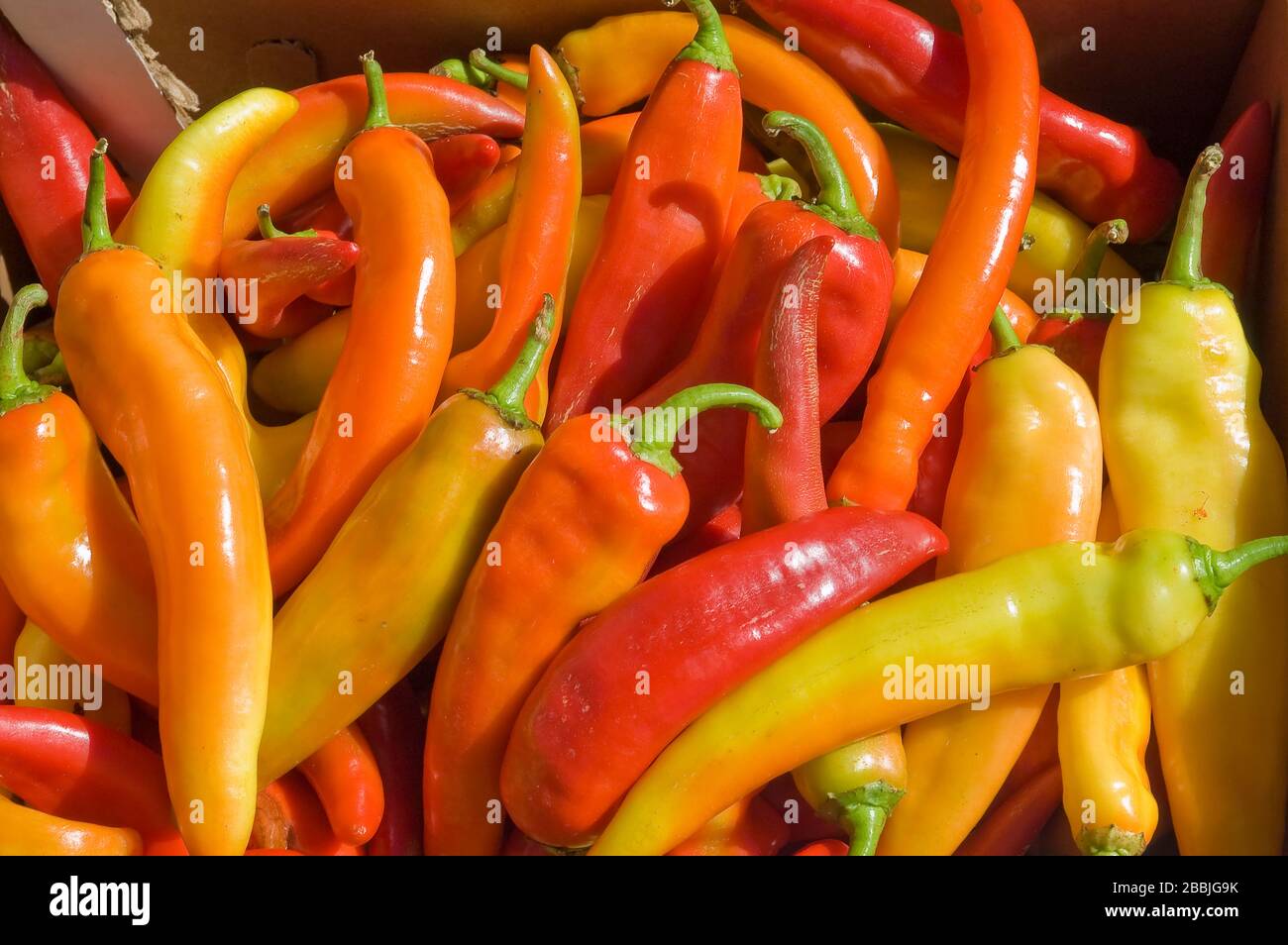 Hot Chili Pepper Flavor and Color Combinations Stock Photo - Alamy