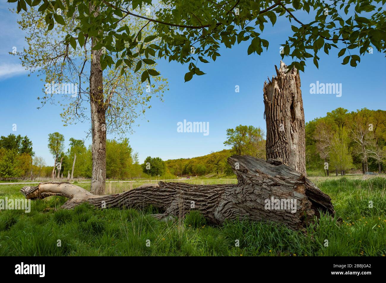 Tree log hi-res stock photography and images - Alamy