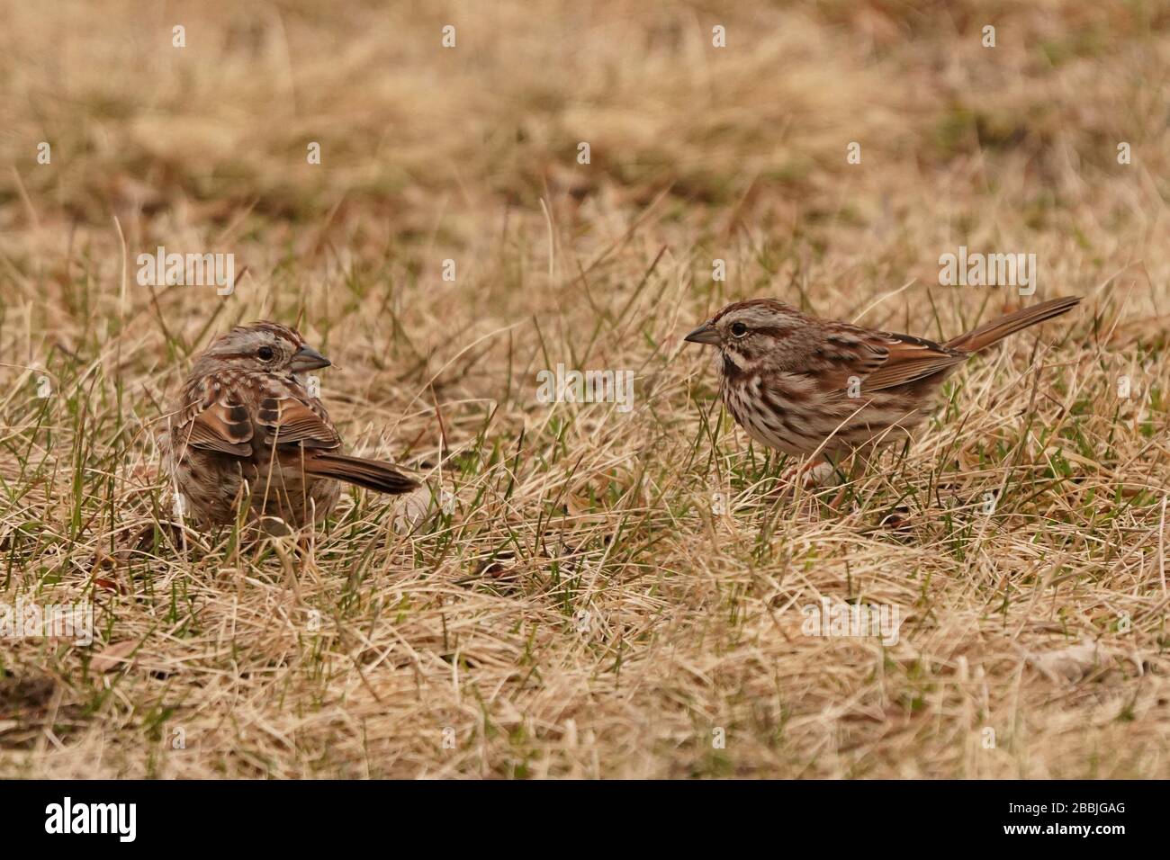 Song Sparrow in Breeding Season Stock Photo - Alamy