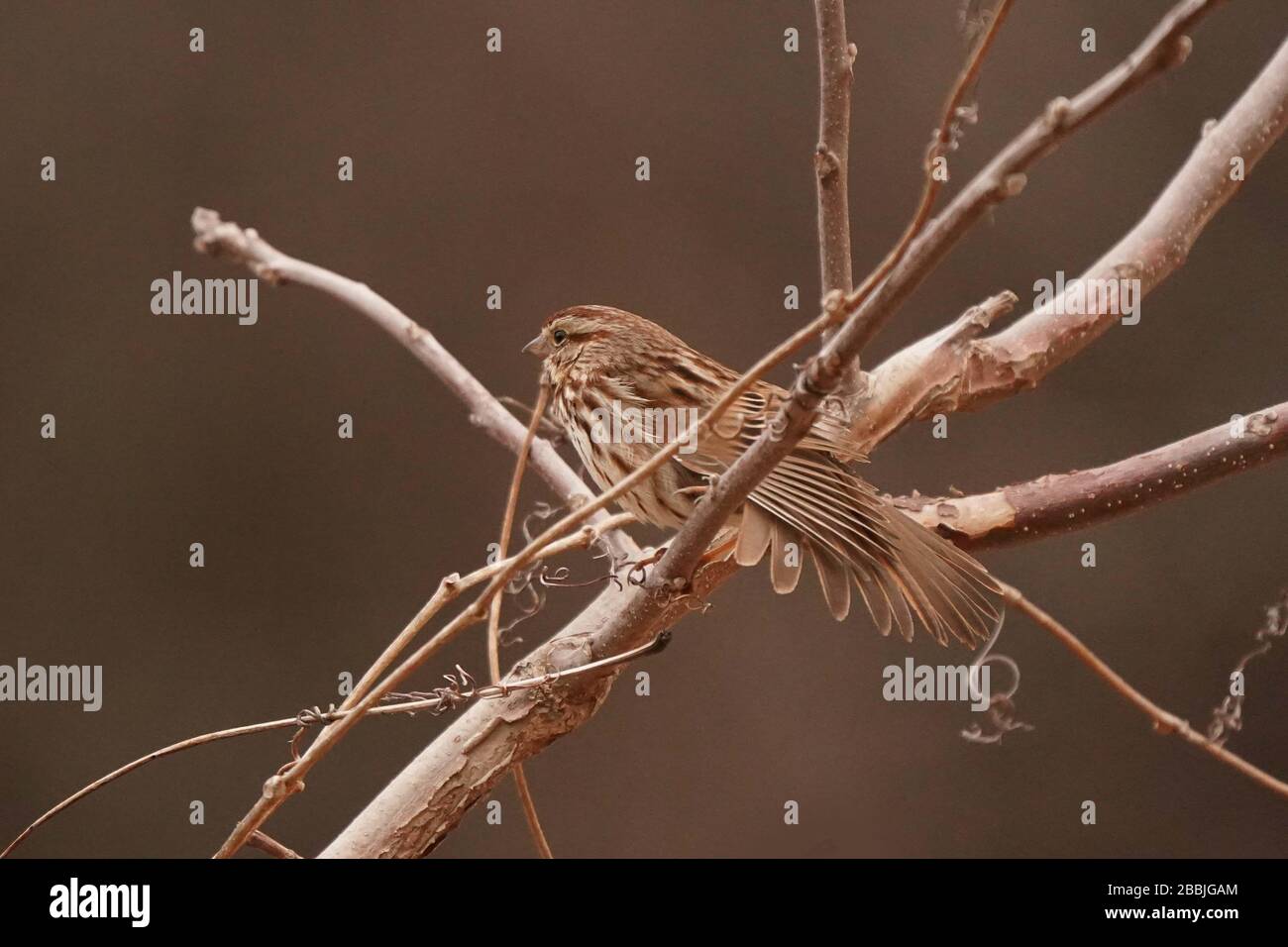 Song Sparrow in Breeding Season Stock Photo - Alamy