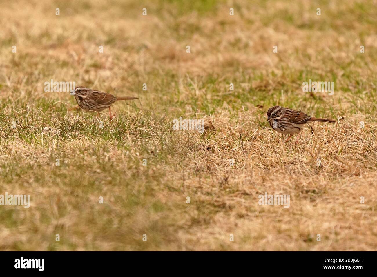 Song Sparrow in Breeding Season Stock Photo - Alamy
