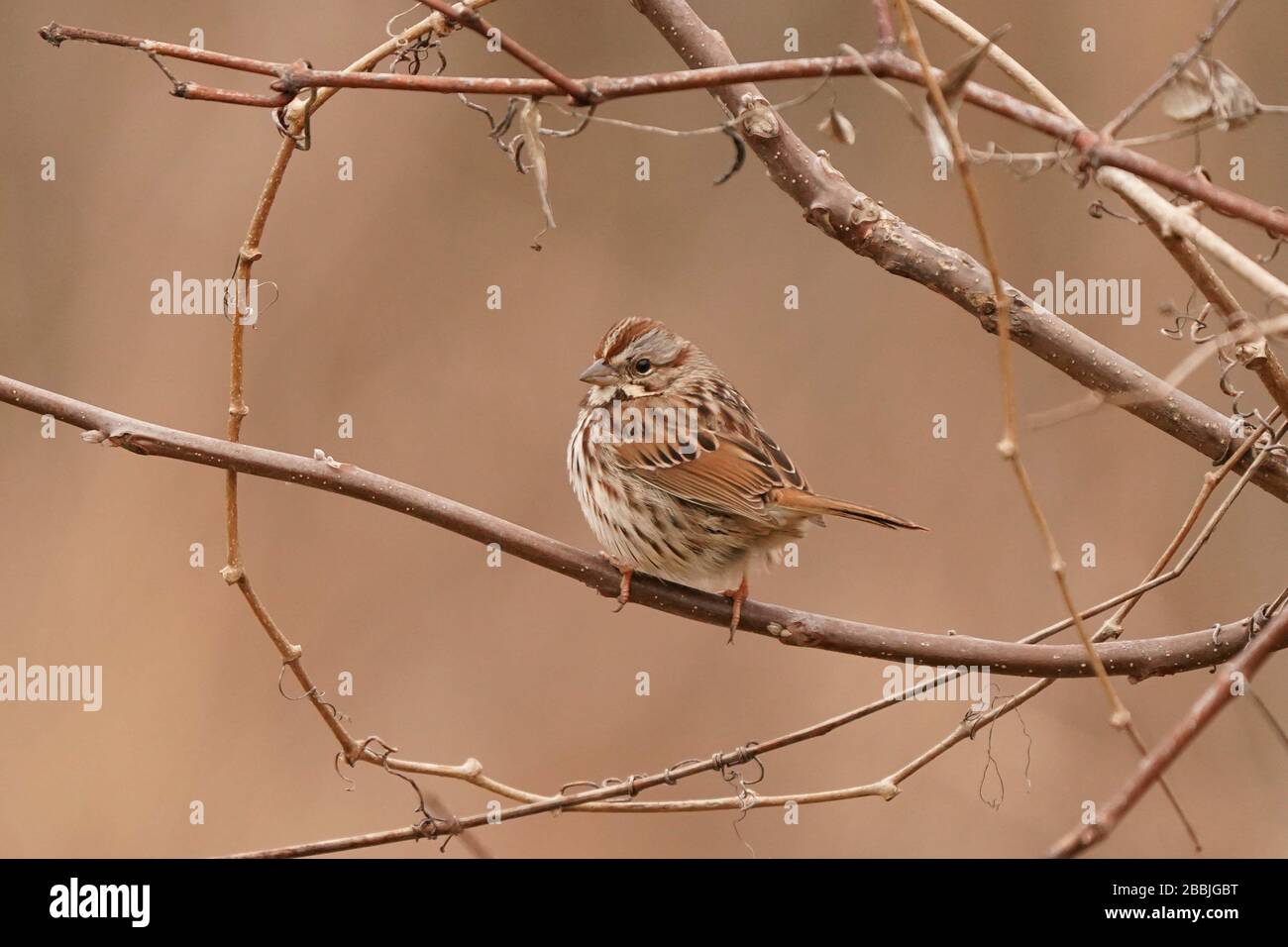 Song Sparrow in Breeding Season Stock Photo - Alamy