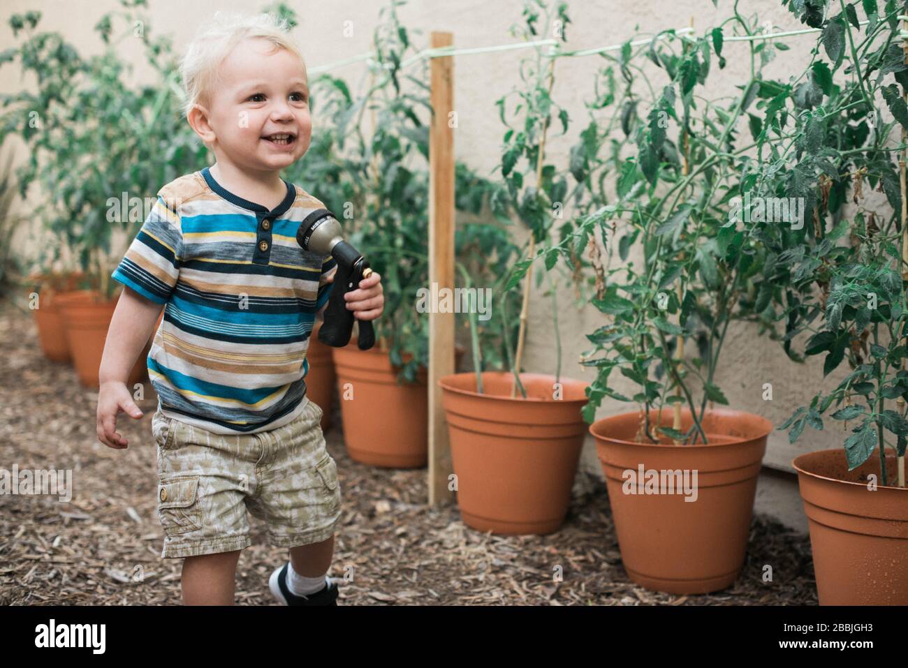 Growing tomato hi-res stock photography and images - Alamy