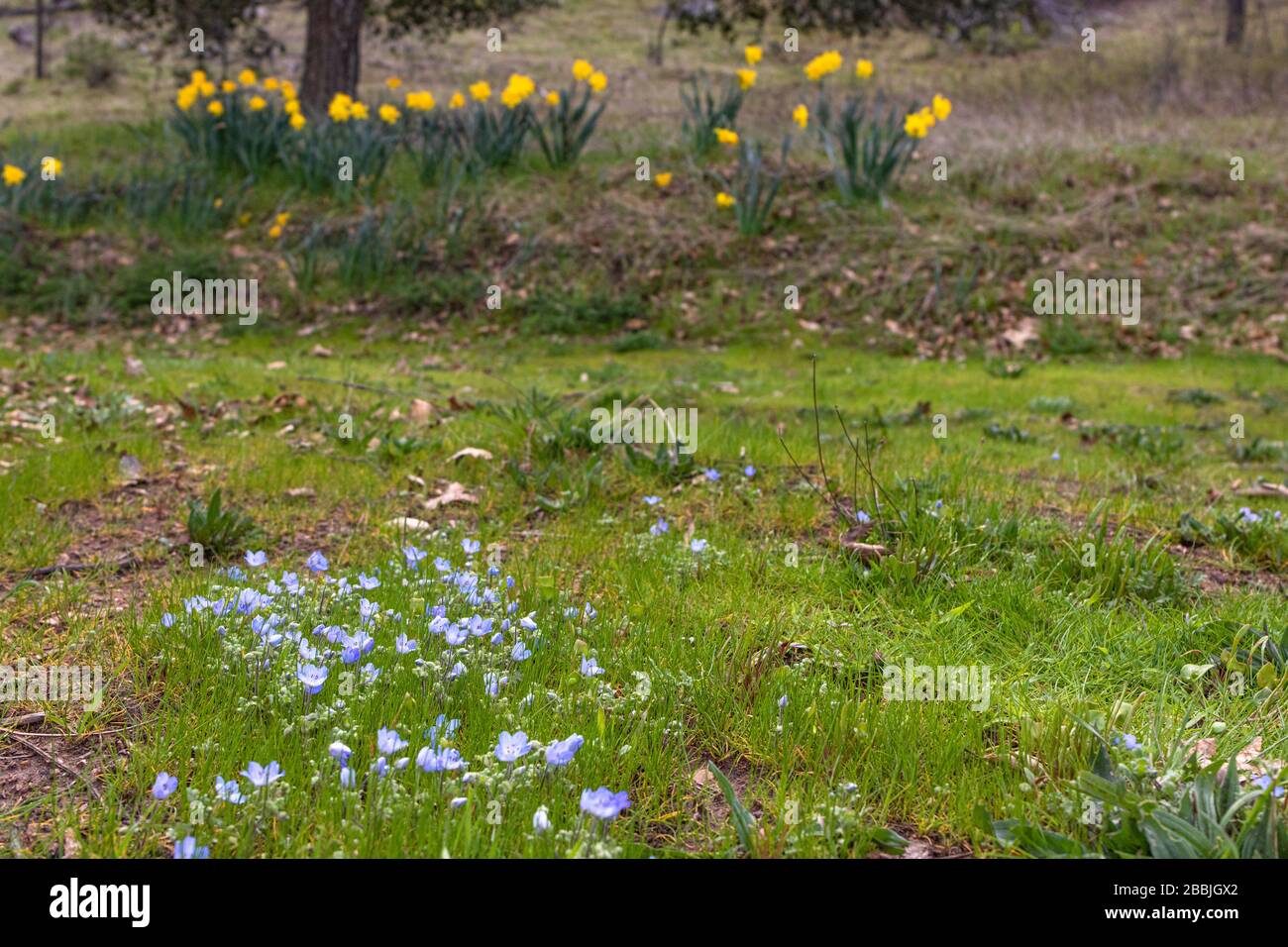 Blue wildflowers, early spring flowers, baby blue eyes, forest meadow ...