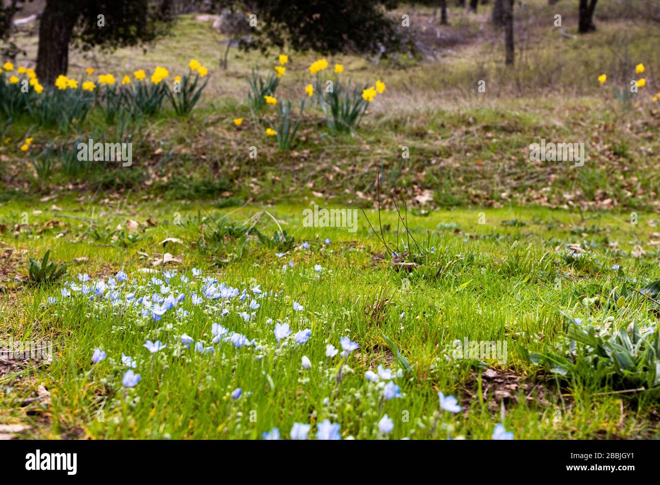 Blue wildflowers, early spring flowers, baby blue eyes, forest meadow ...