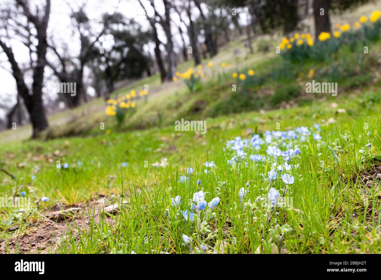 Blue wildflowers, early spring flowers, baby blue eyes, forest meadow ...