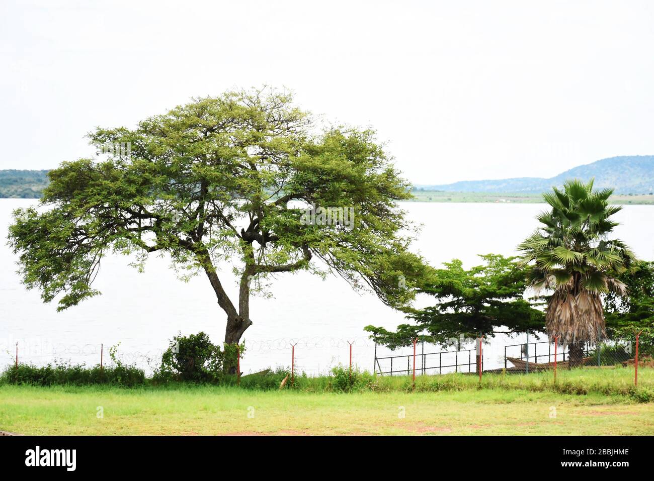 Natural trees on the shores of Lake Cyambwe, Kirehe, Rwanda Stock Photo ...