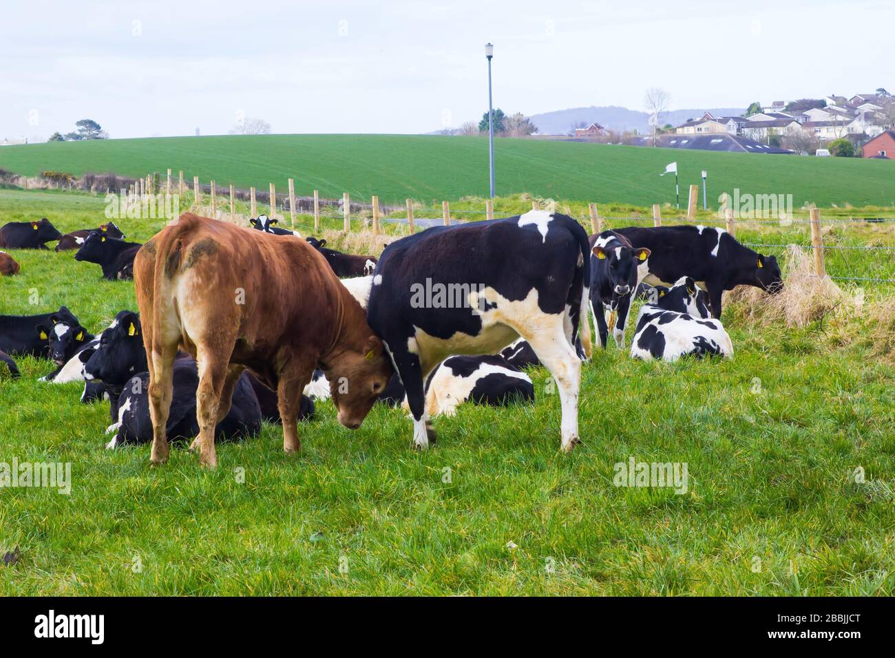 Friesian Cattle with a bull and calves grazing in the corner of a field ...