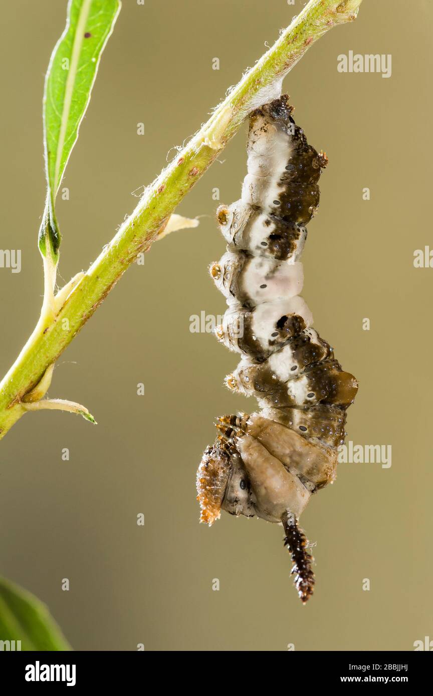 Pupate hi-res stock photography and images - Alamy