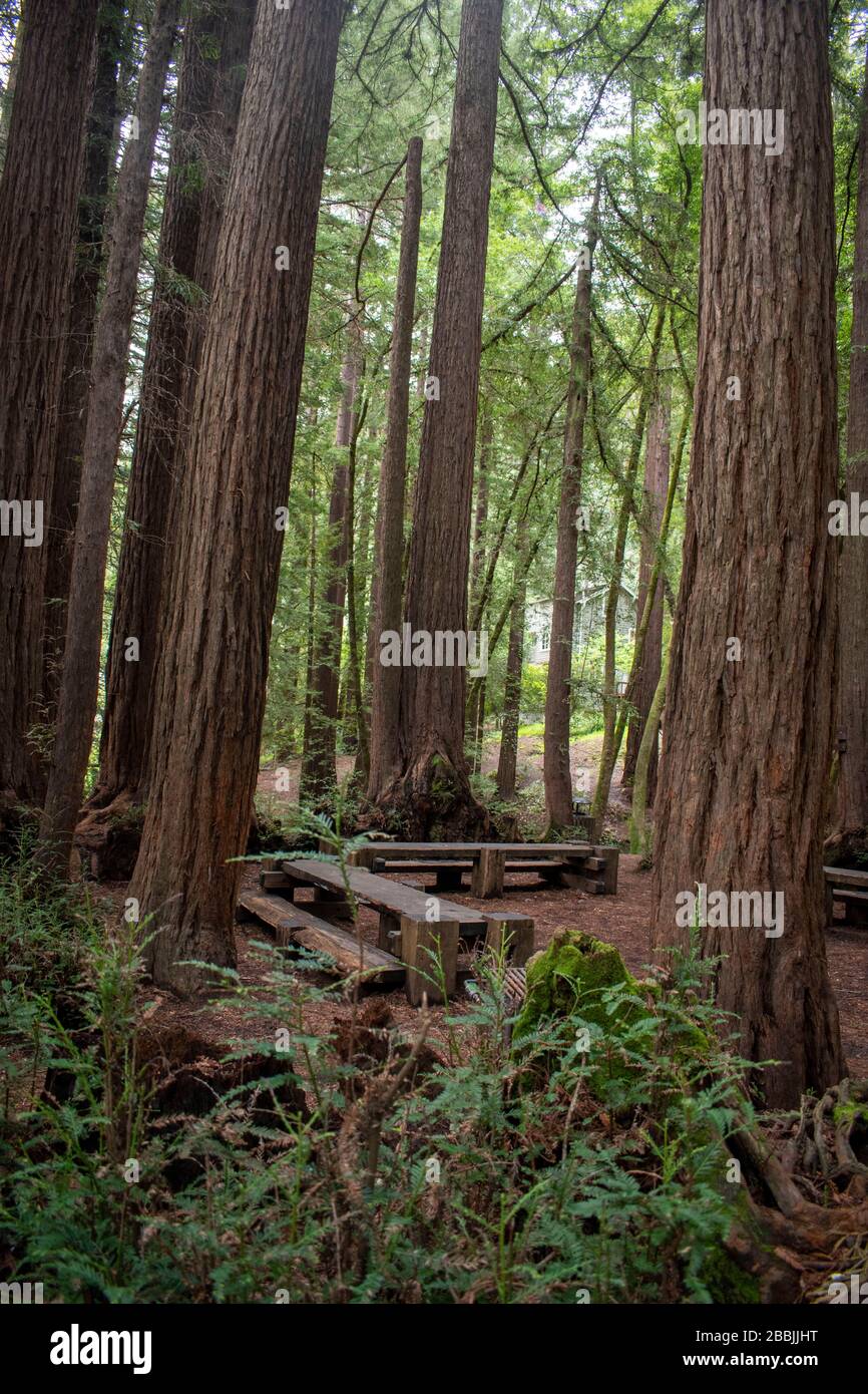 Old Mill Park contains numerous redwood trees in Mill Valley, CA Stock ...