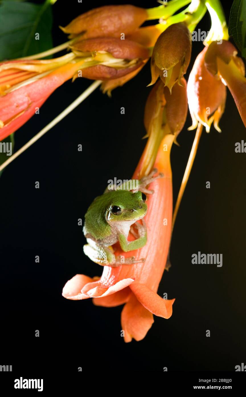 Gray Tree Frog (Hyla versicolor) on flowering trumpet vine (Campsis ...