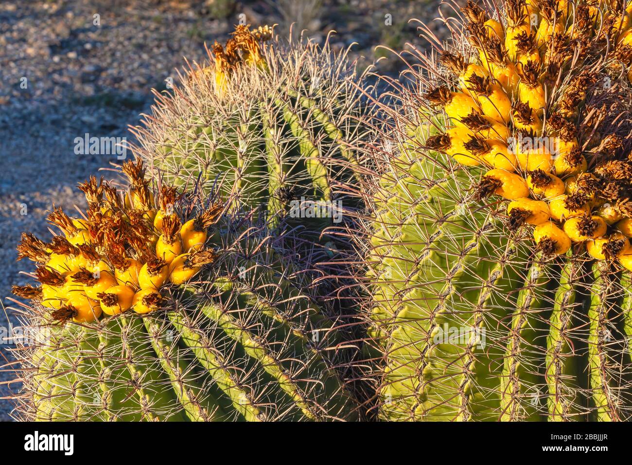 Vulnerable plant species fishhook barrel cactus Ferocactus wislizeni ...