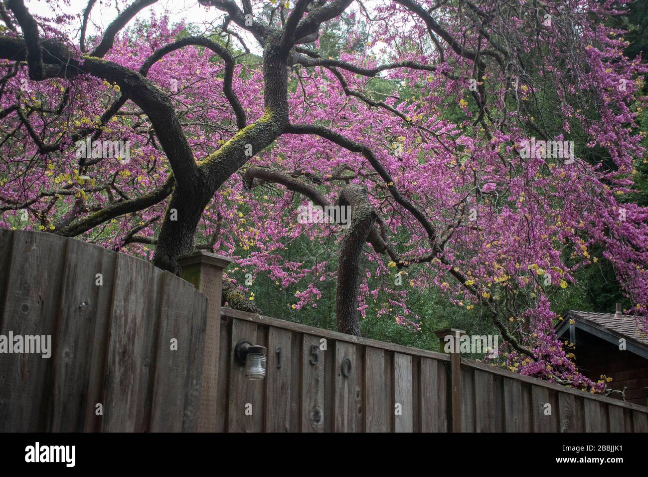 Mill with blooming tree hi-res stock photography and images - Alamy