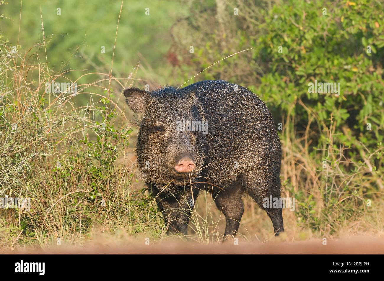 Pig like hi-res stock photography and images - Alamy