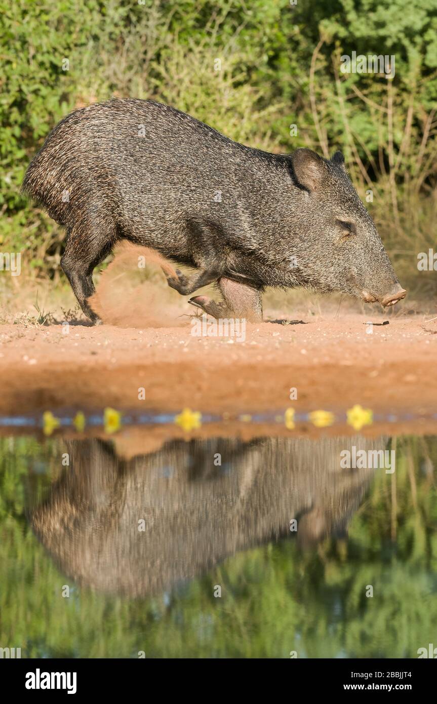 Pig like hi-res stock photography and images - Alamy