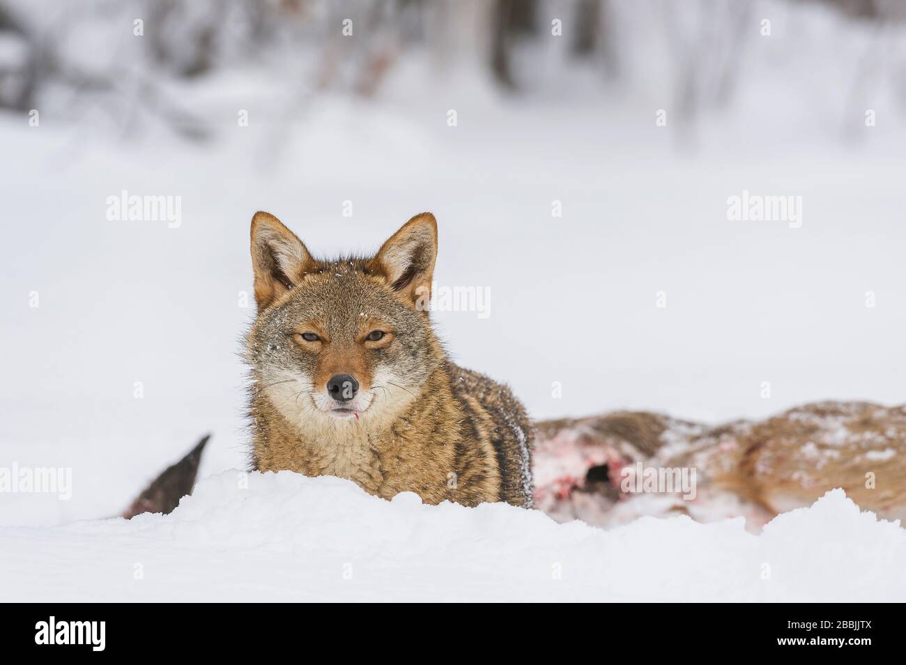 Coyote eating hi-res stock photography and images - Alamy